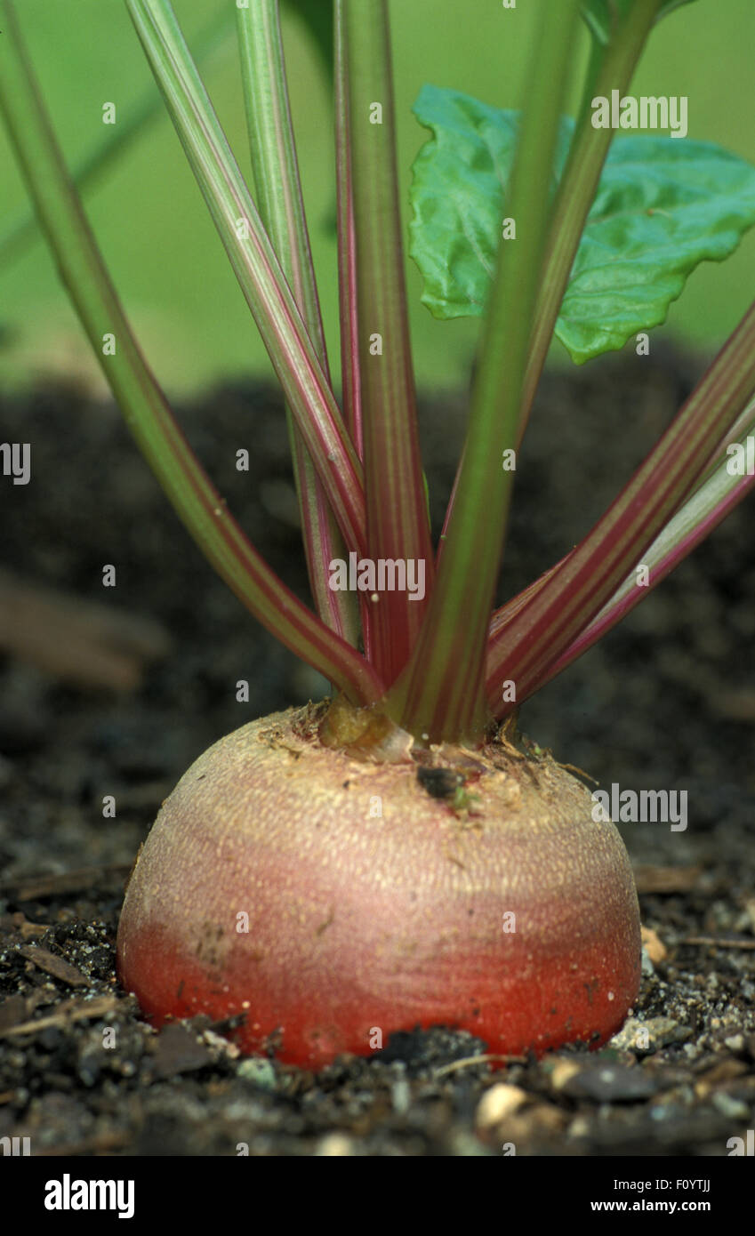 BEETROOT (BETA VULGARIS SSP. VULGARIS) 'CHIOGGIA' ROOT IN SOIL Stock ...