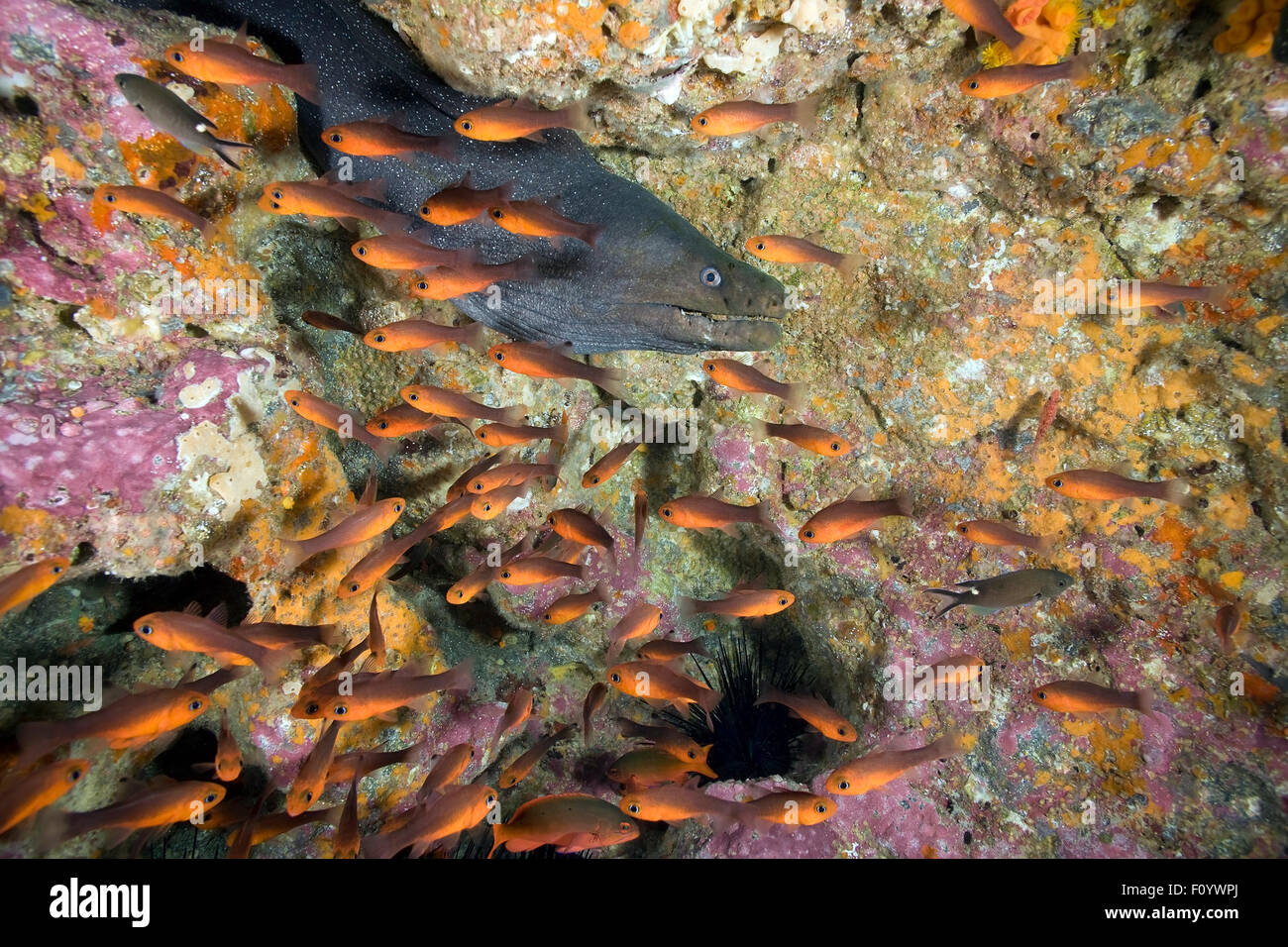 MORAY EEL SWIMMING IN CORAL REEF CLEAR WATER Stock Photo - Alamy