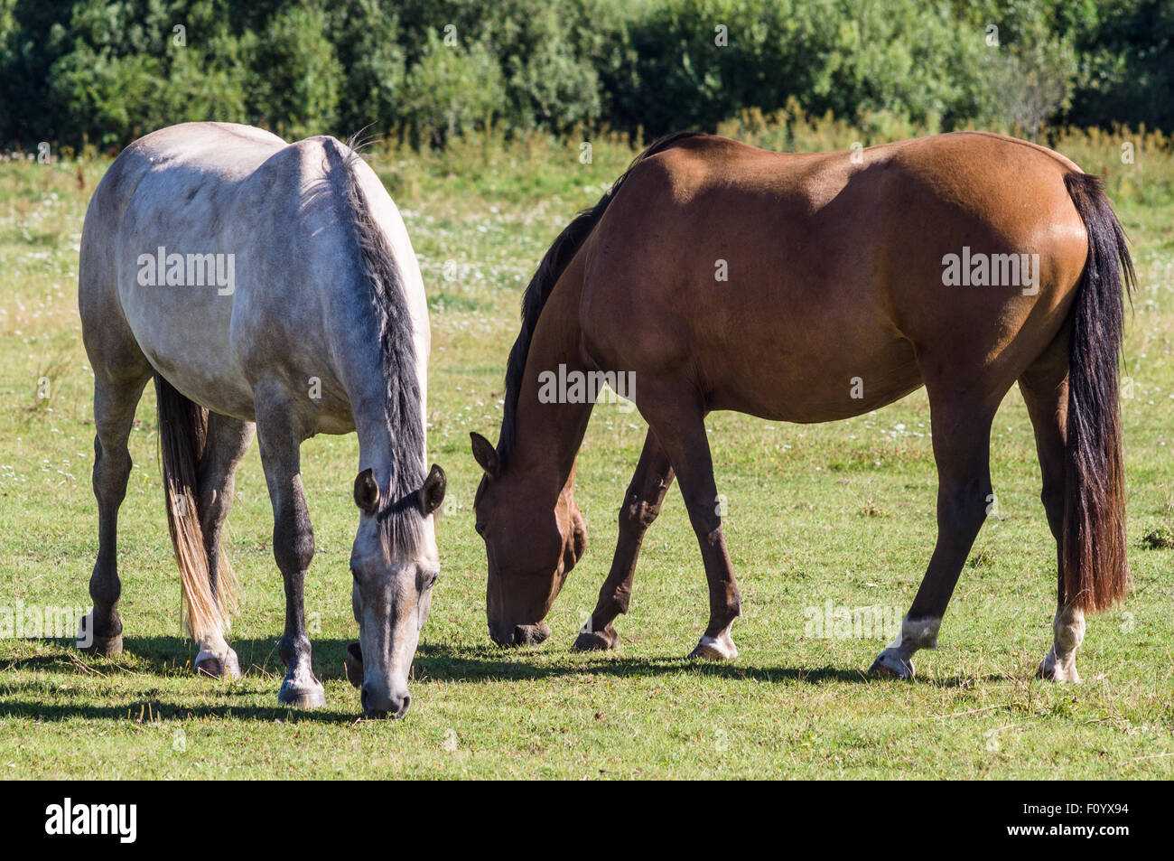 Chestnut brown color coat hi-res stock photography and images - Alamy