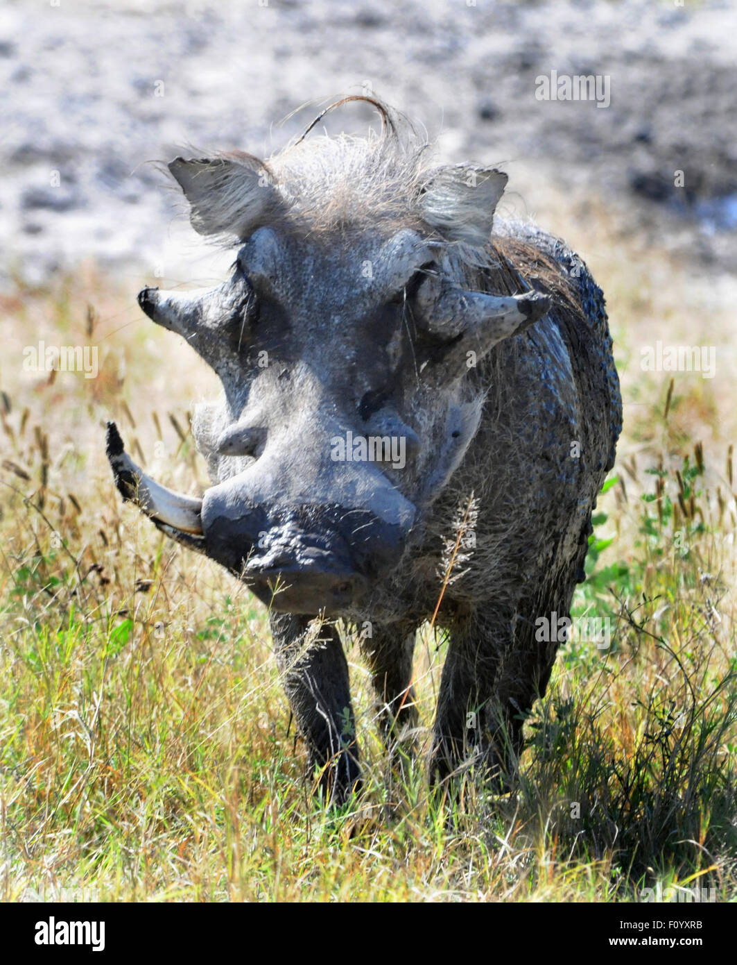 Warthog face hi-res stock photography and images - Alamy