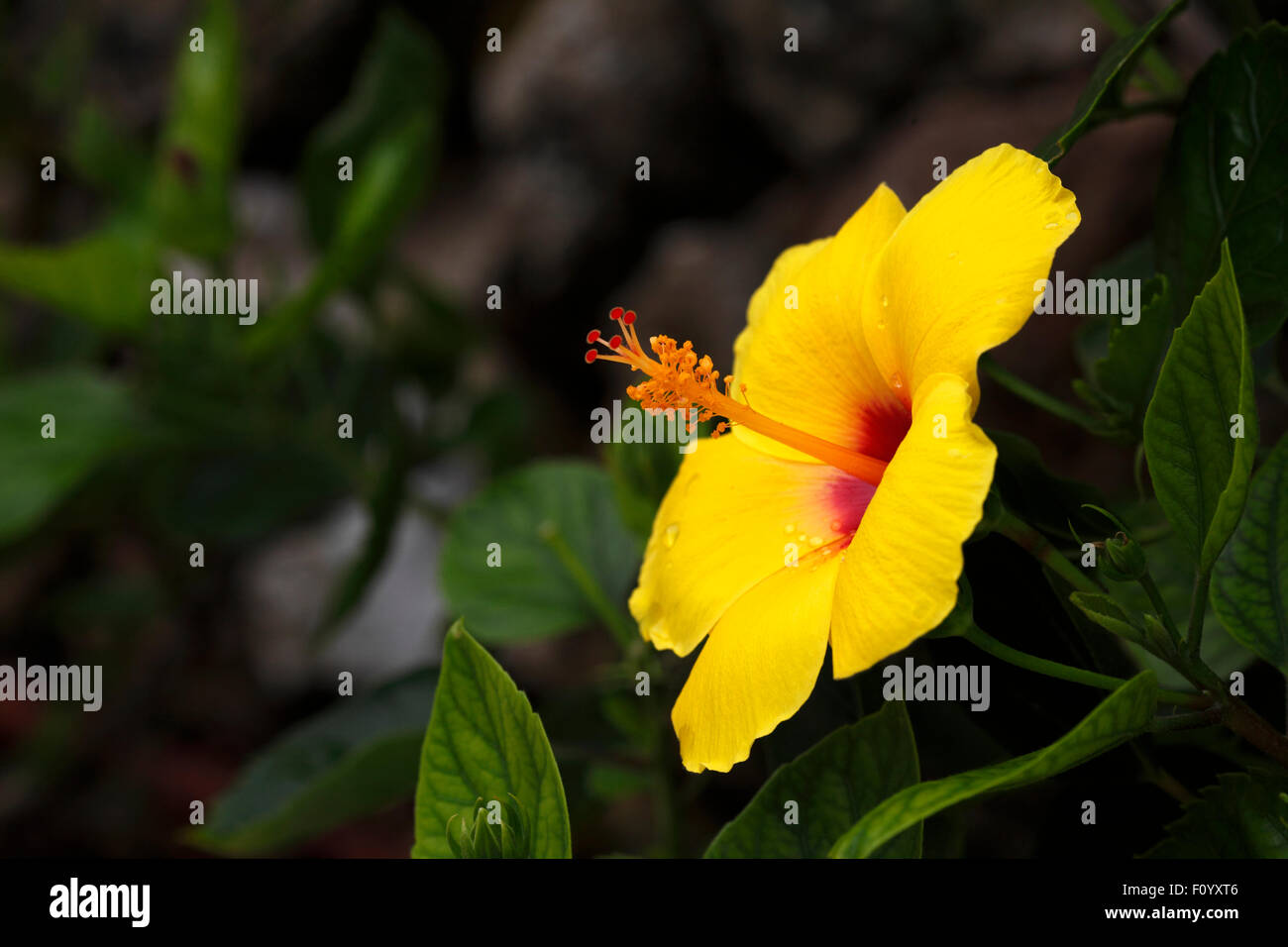 Yellow hawaiian hibiscus hi-res stock photography and images - Alamy