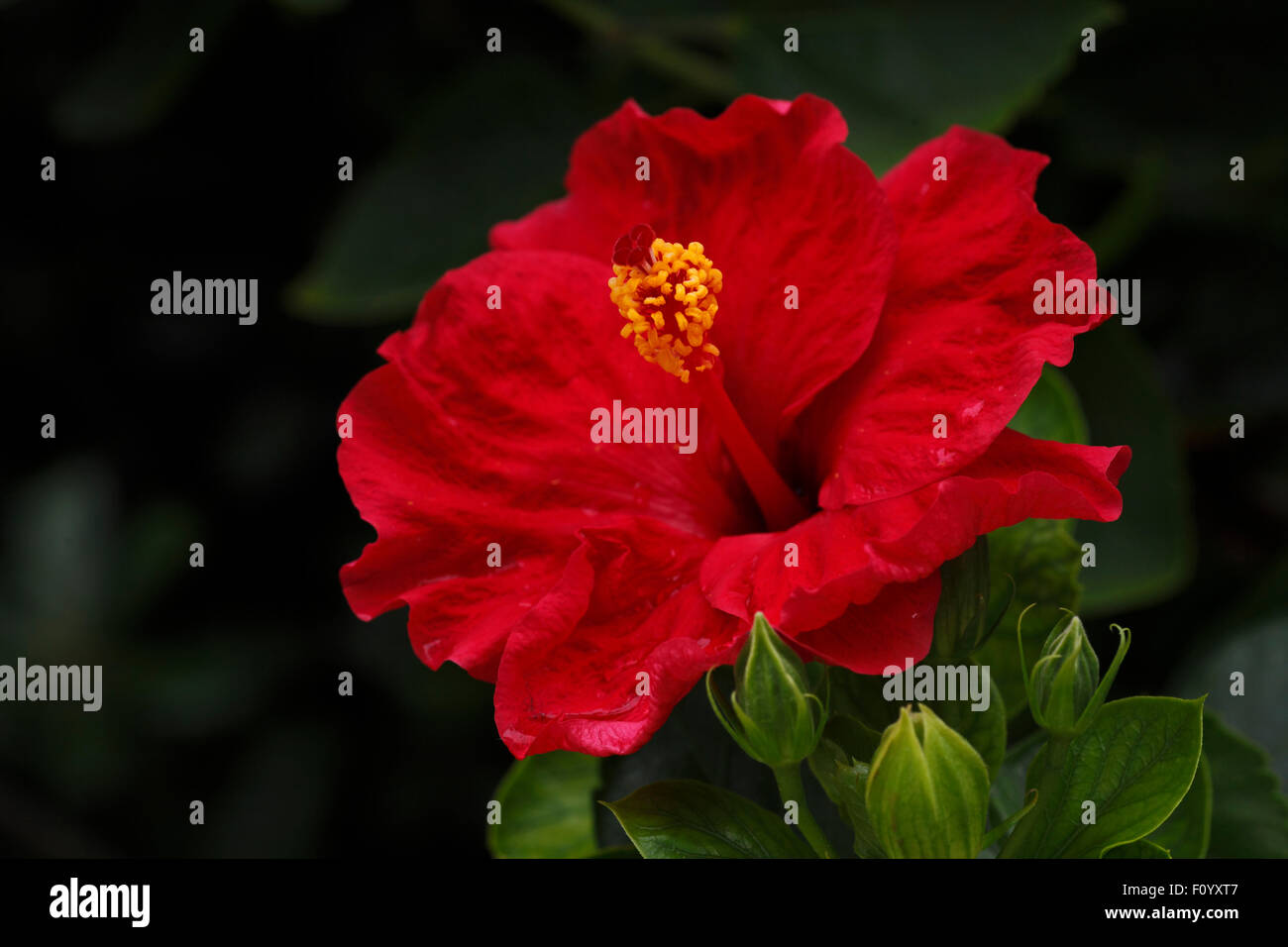 Yellow hibiscus red center hi-res stock photography and images - Alamy