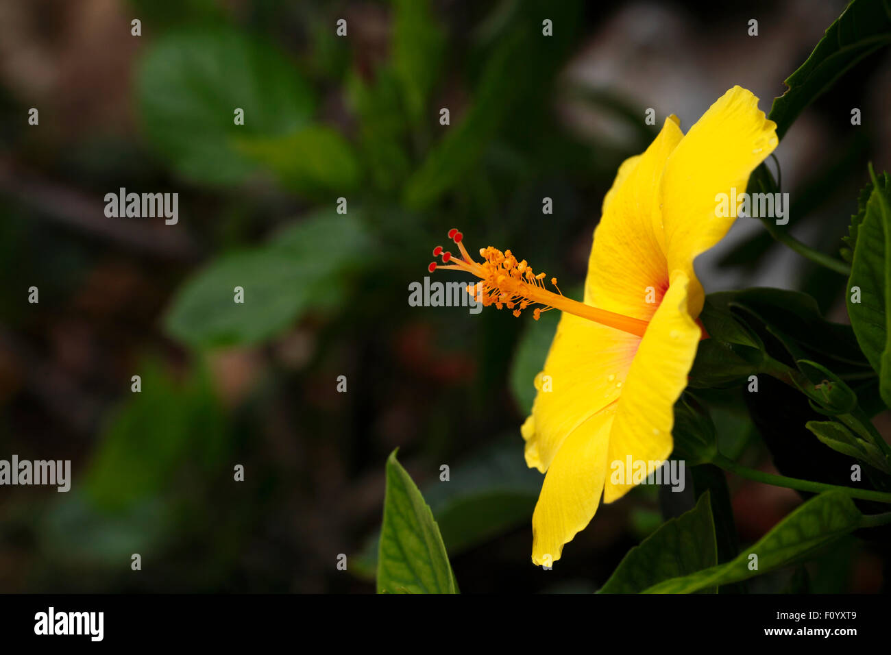 Hawaii state flower hi-res stock photography and images - Alamy