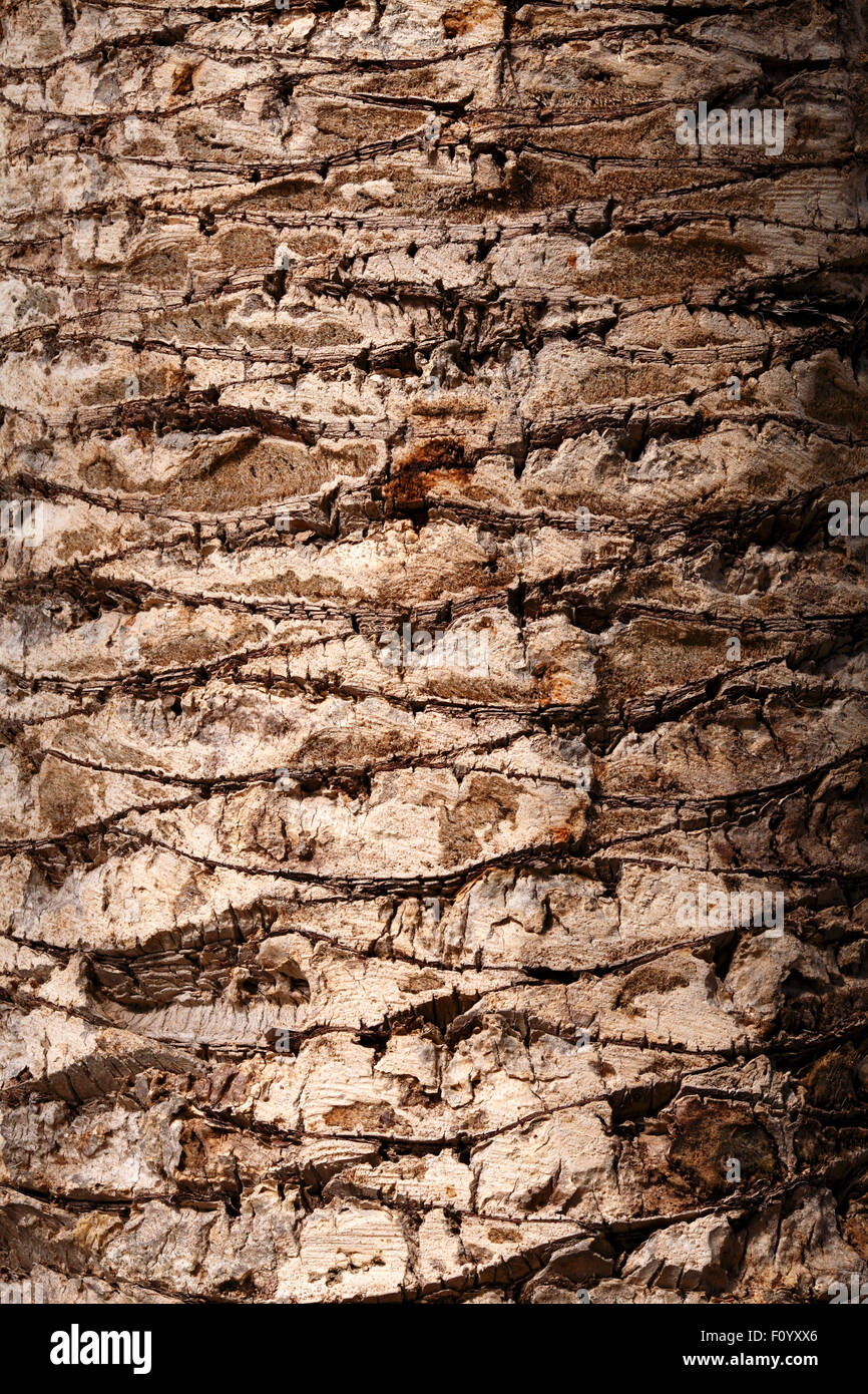 ribbed palm tree bark Stock Photo - Alamy