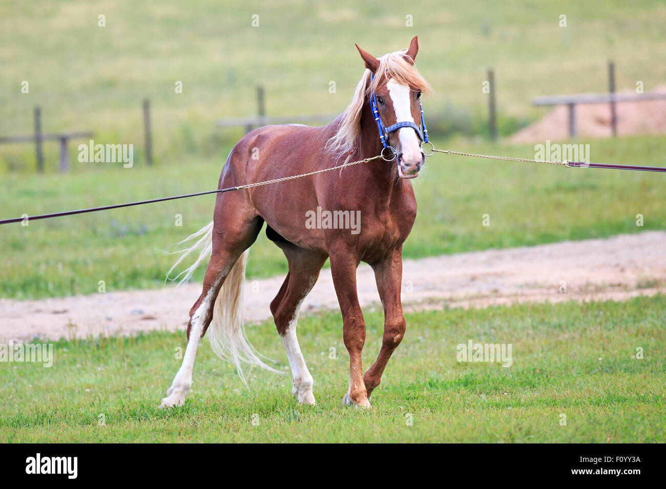 Young chestnut stallion breed Orlov Trotter Stock Photo - Alamy