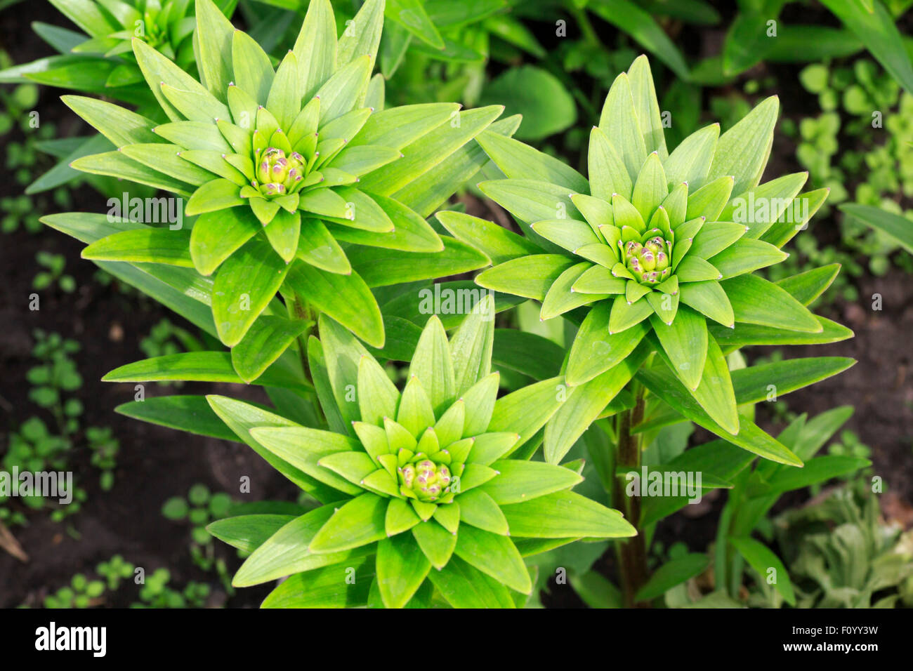 Lily stems hi-res stock photography and images - Alamy
