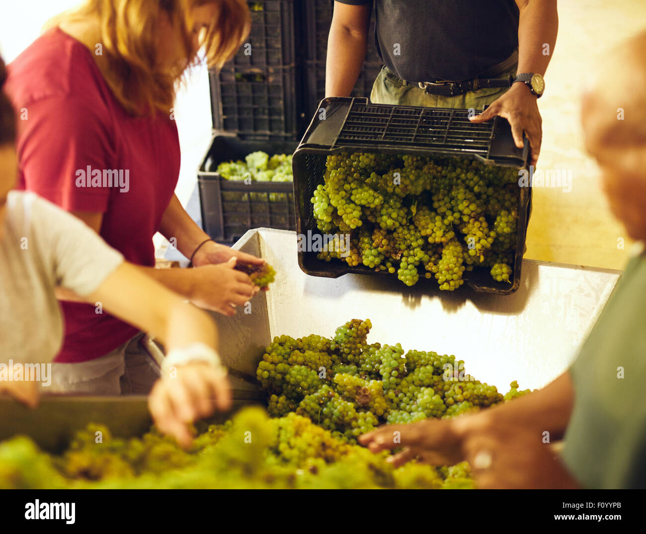 Grape sorting hi-res stock photography and images - Alamy