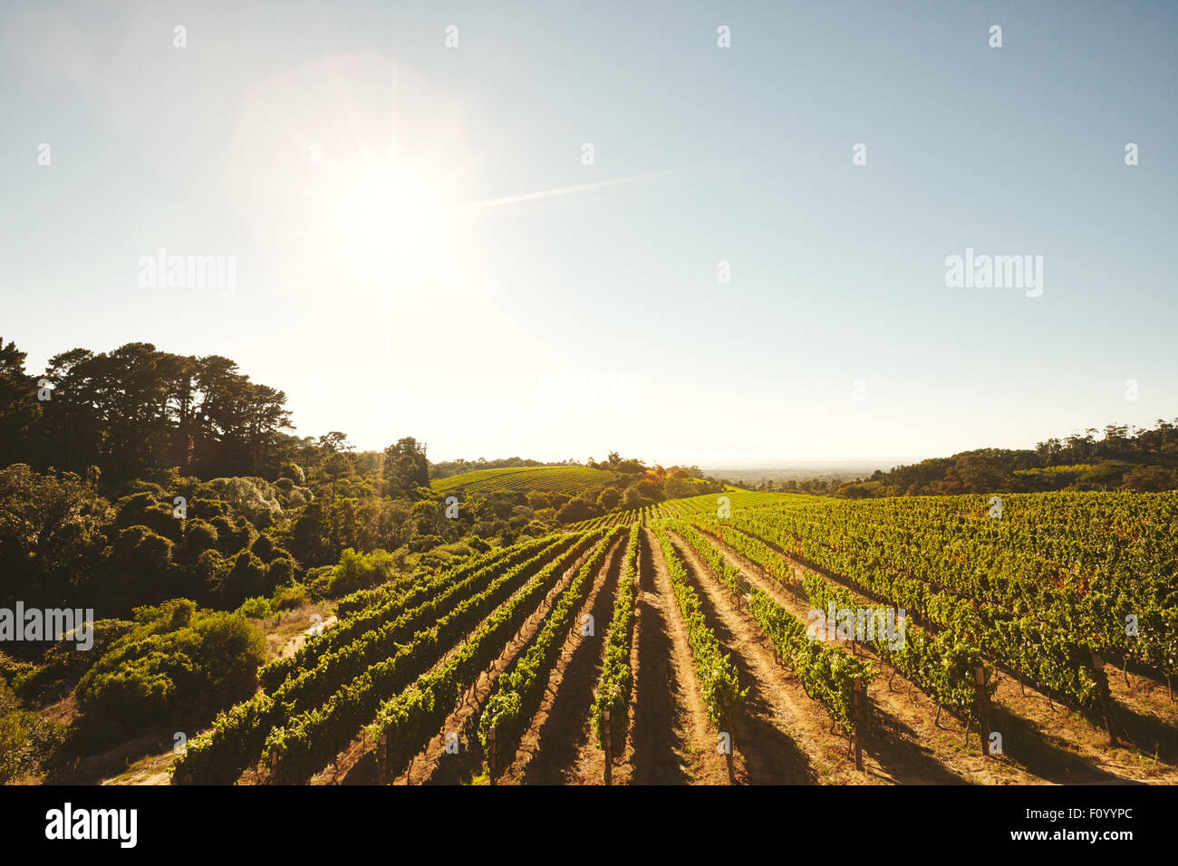 Vines in a row hi-res stock photography and images - Alamy