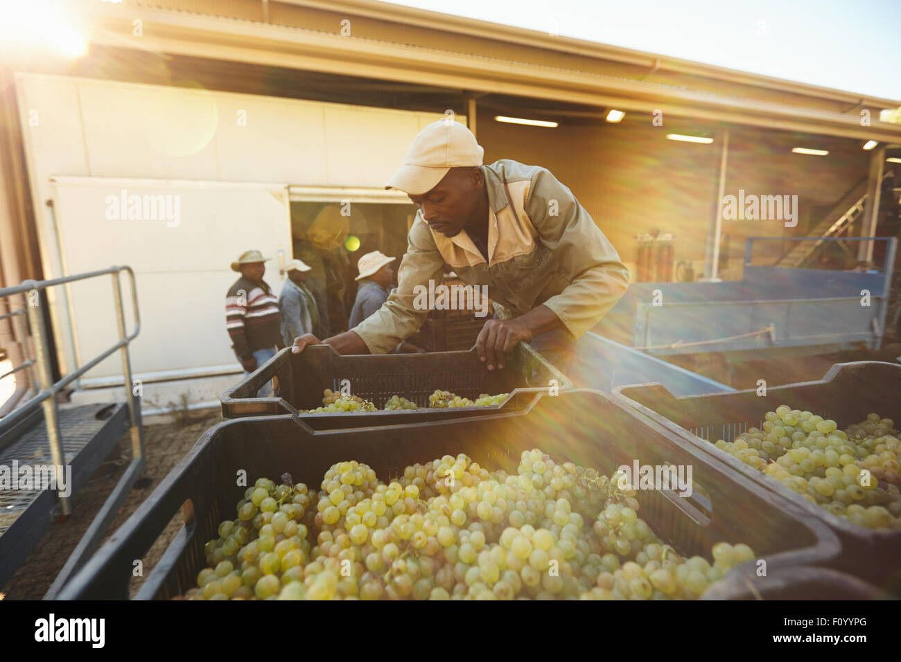 Vineyard worker unloading grape boxes from truck in wine factory ...