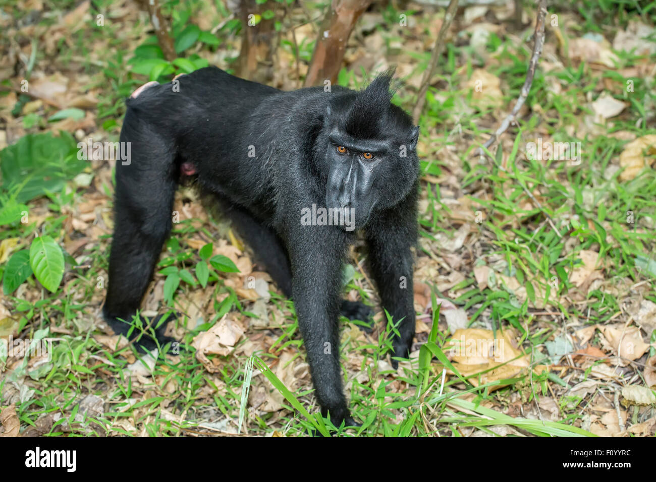 portrait of Ape Monkey Celebes Sulawesi crested black macaque ...