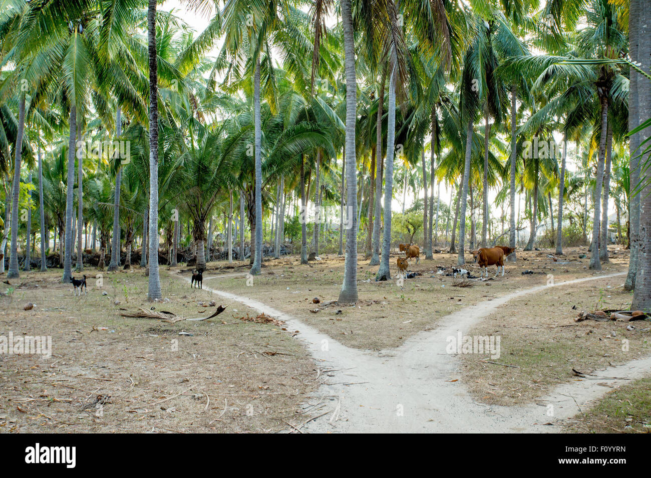 indonesia countryside with cattle and rural path crossroad in palm ...