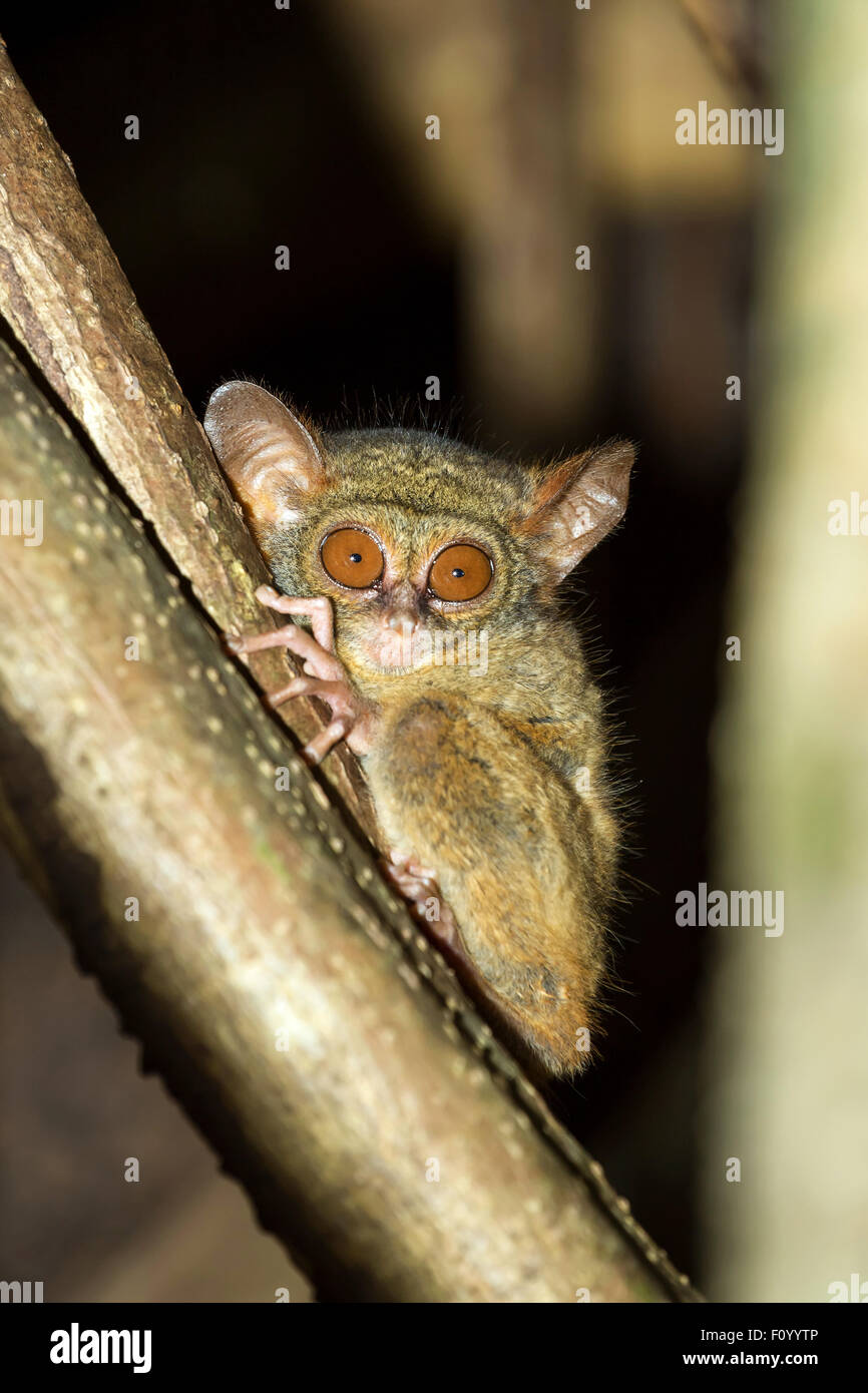 very rare Spectral Tarsier, Tarsius spectrum,Tangkoko National Park ...