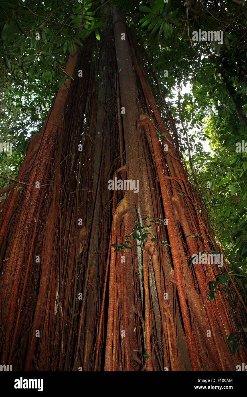 Strangler fig (Ficus aurea) in the tropical rainforest, jungle, Permai ...