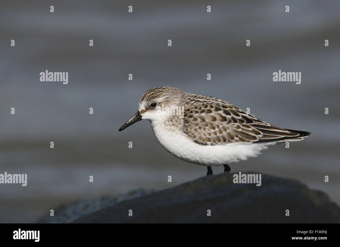 Sandpiper calidris pusilla hi-res stock photography and images - Alamy