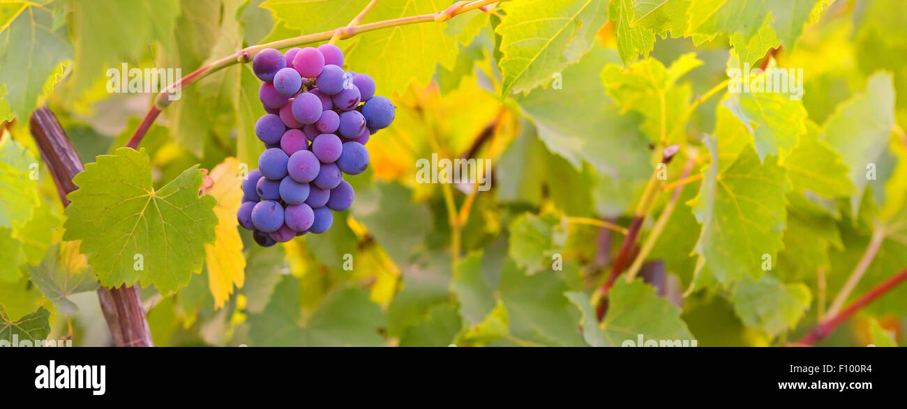 Ripe grapes with green leaves Stock Photo - Alamy