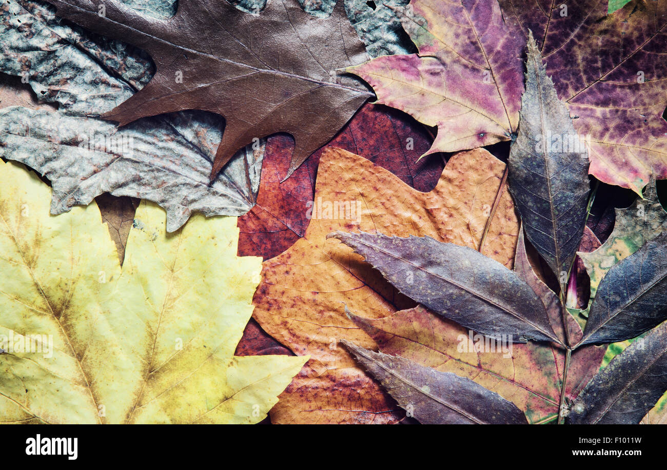 Colorful autumn leaves. Seasonal natural background Stock Photo - Alamy