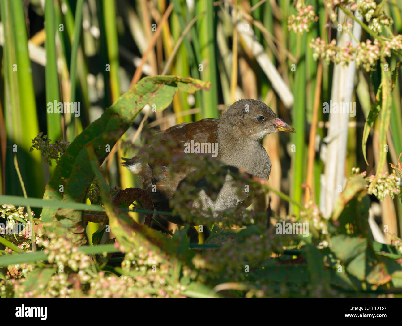 Juvenile common moorhen gallinula chloropus hi-res stock photography ...