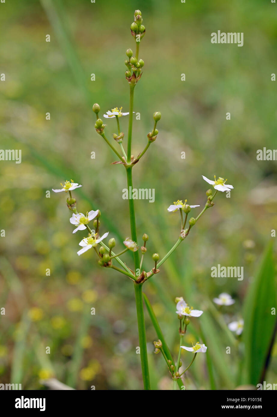 Common Water-plantain - Alisma plantago-aquatica Marsh Plant Stock ...