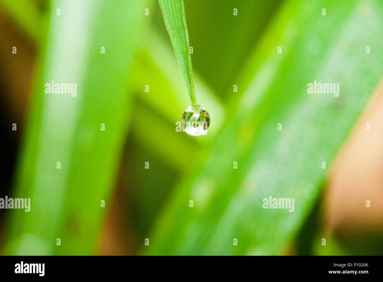 Water Drop Hanging From Tip High Resolution Stock Photography and ...
