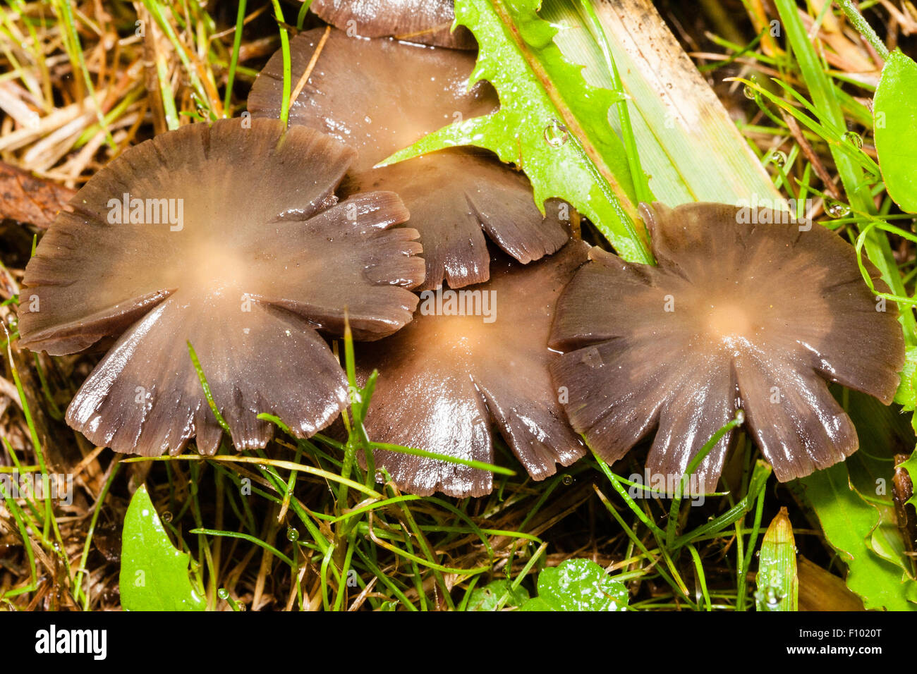 Shiny fungus hi-res stock photography and images - Alamy