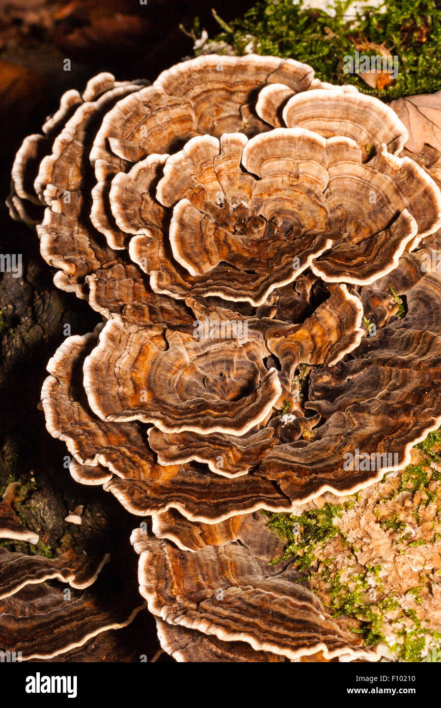 Many Zoned Polypore fungus 'coriolus versicolor' toadstool. Brown with ...