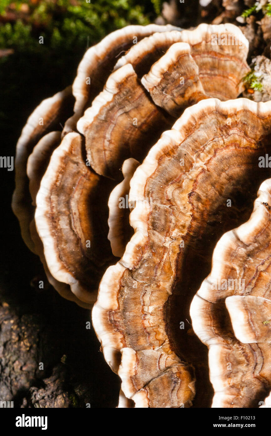 Many Zoned Polypore fungus 'coriolus versicolor' toadstool. Brown with ...