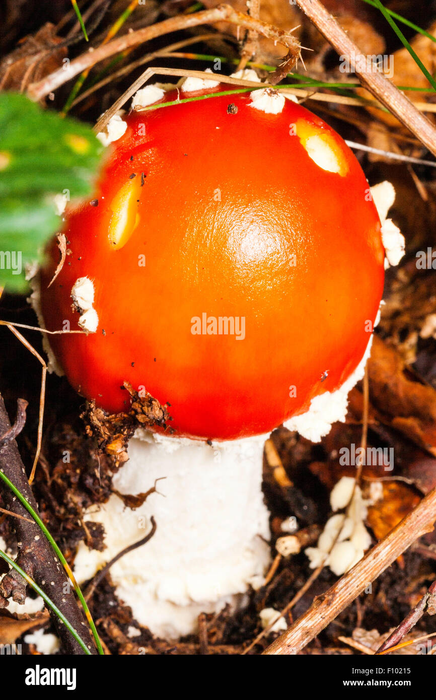 Bright red-topped Fly Agaric, 'Amanita muscaria' toadstool. White stem ...