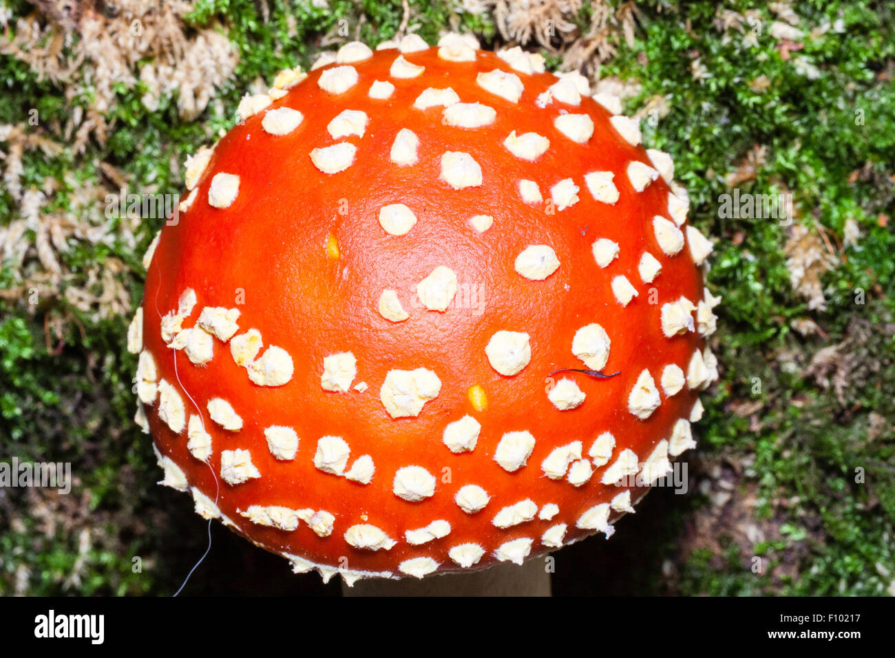 Bright red-topped Fly Agaric, 'Amanita muscaria' toadstool. White stem ...