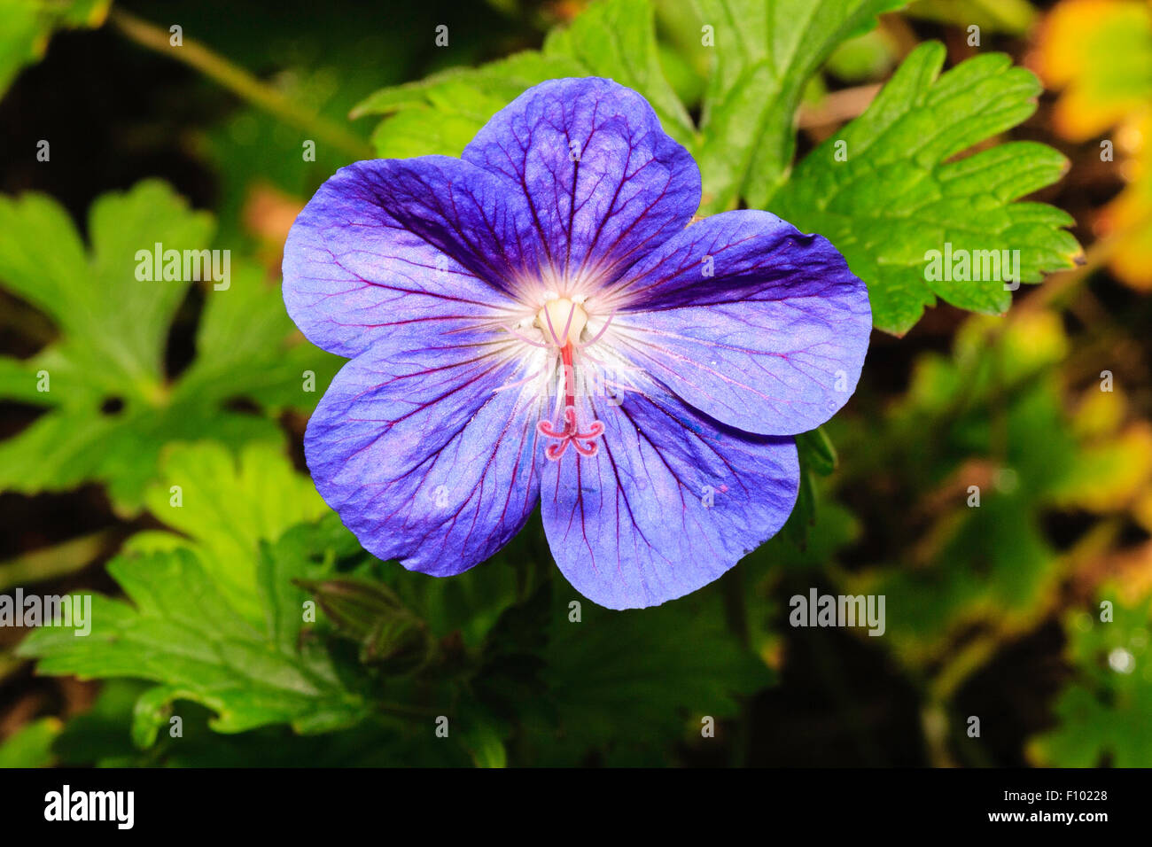 Geranium johnsons blue flowers hi-res stock photography and images - Alamy