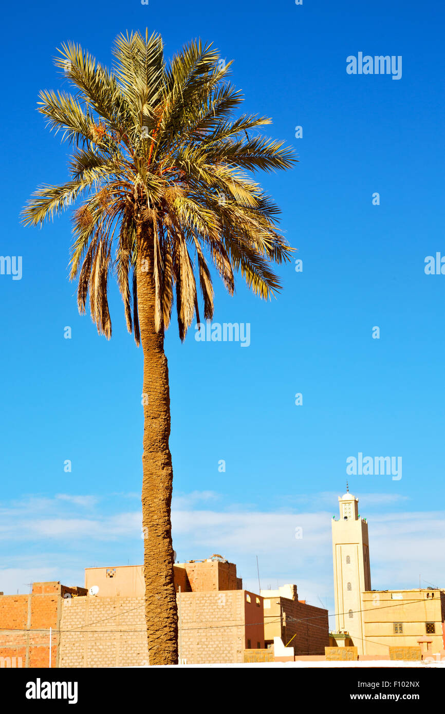tropical palm in morocco africa alone and the sky Stock Photo - Alamy