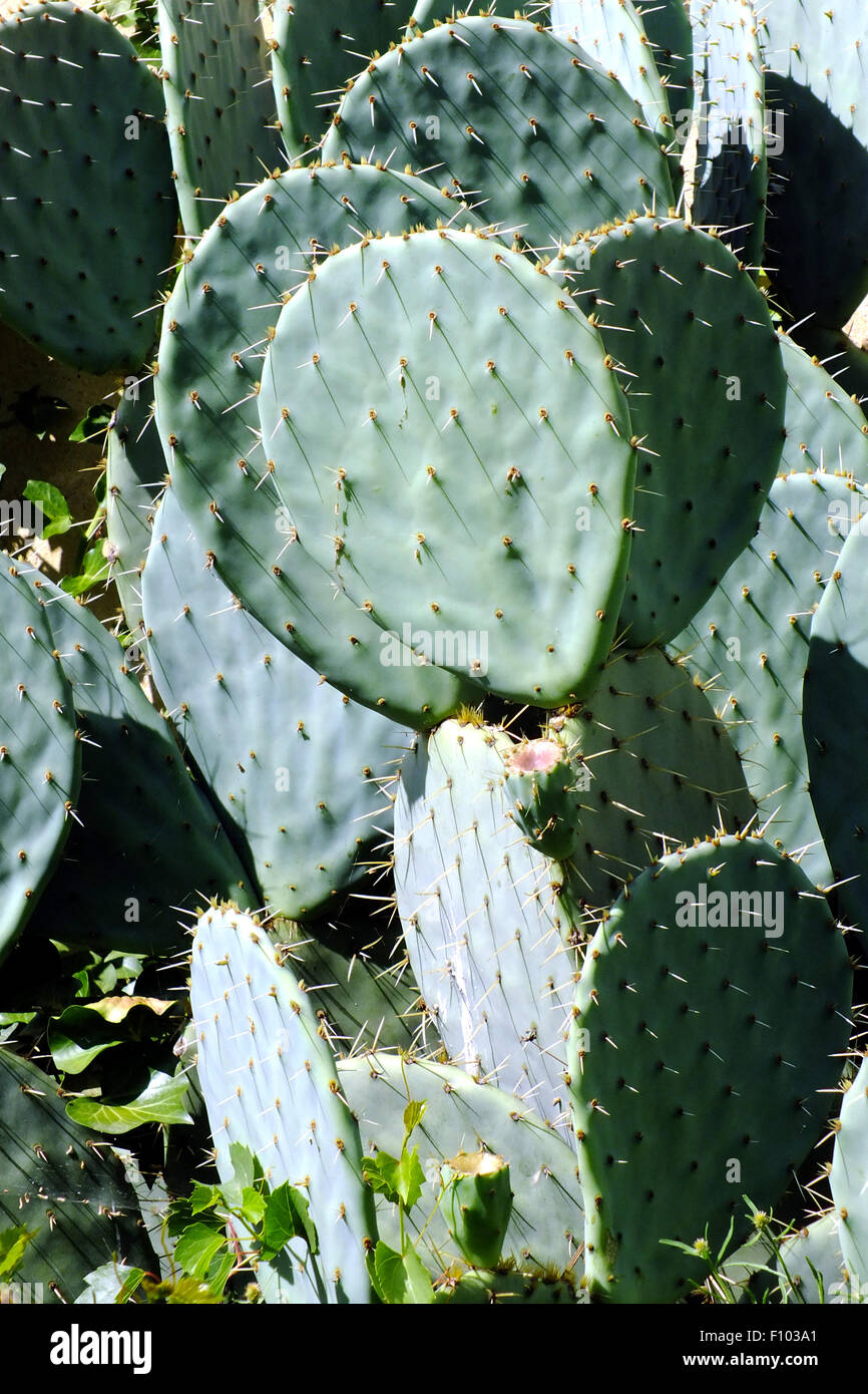 Prickly pears angiosperm hi-res stock photography and images - Alamy