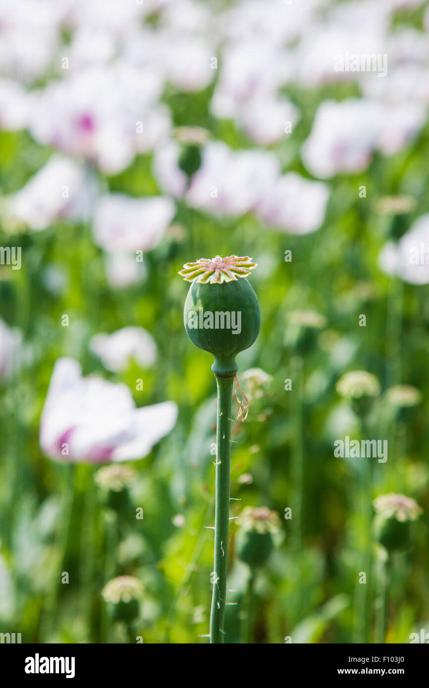 Poppy plantation hi-res stock photography and images - Alamy