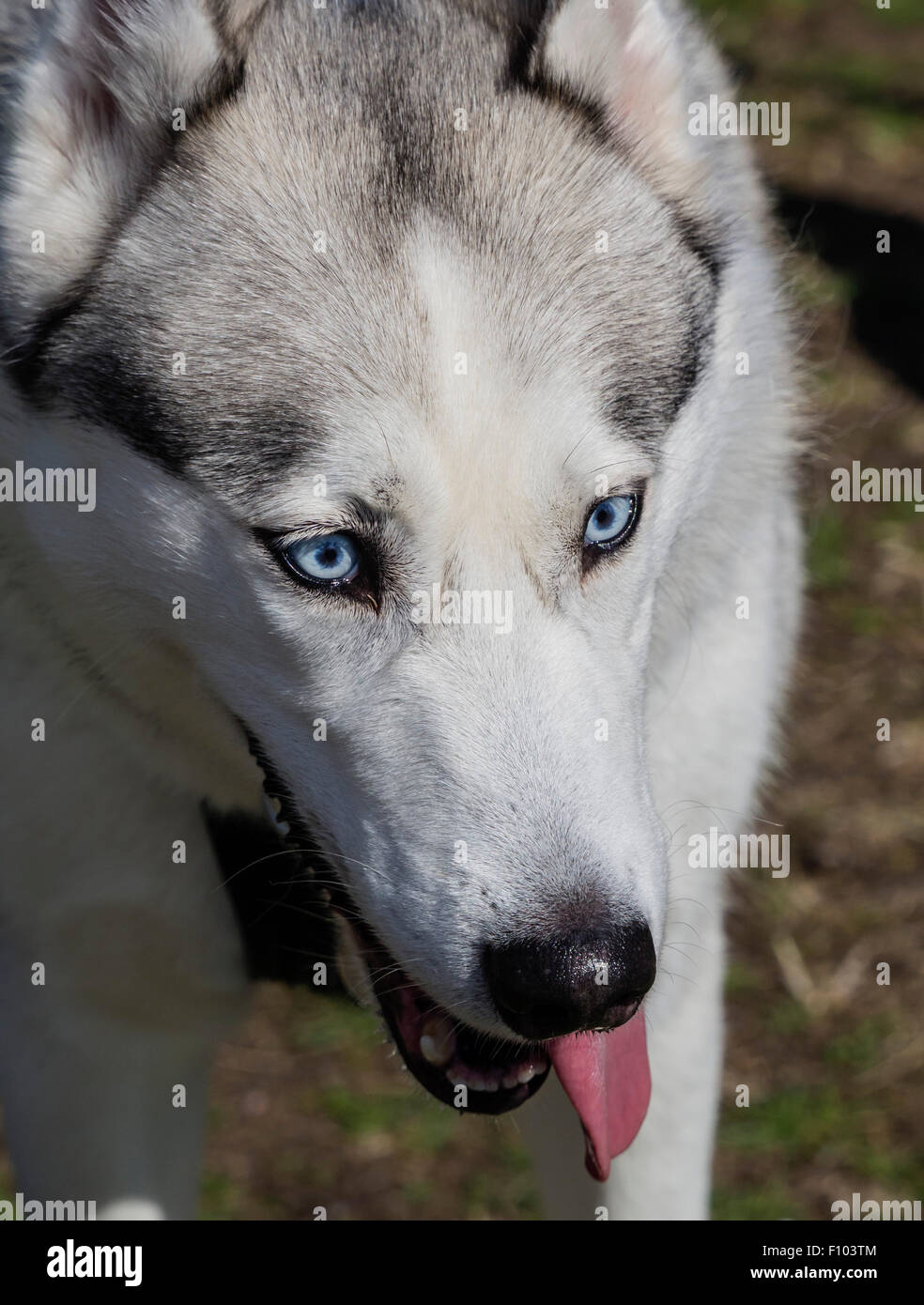 Siberian Husky Dog Portrait showing its blue eyes. Dorset, England, UK ...