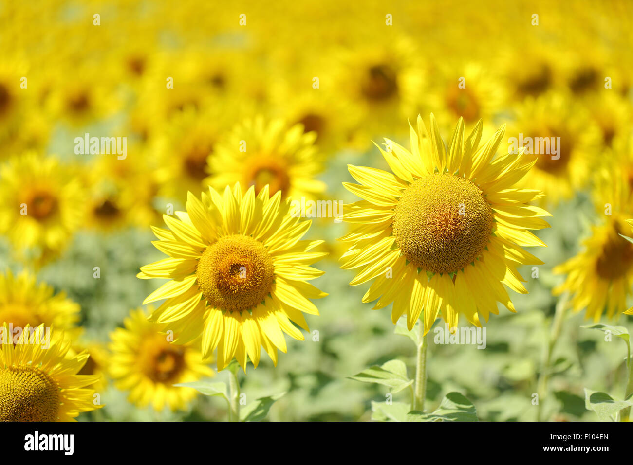 Big sunflower in the middle of a yellow meadow Stock Photo - Alamy