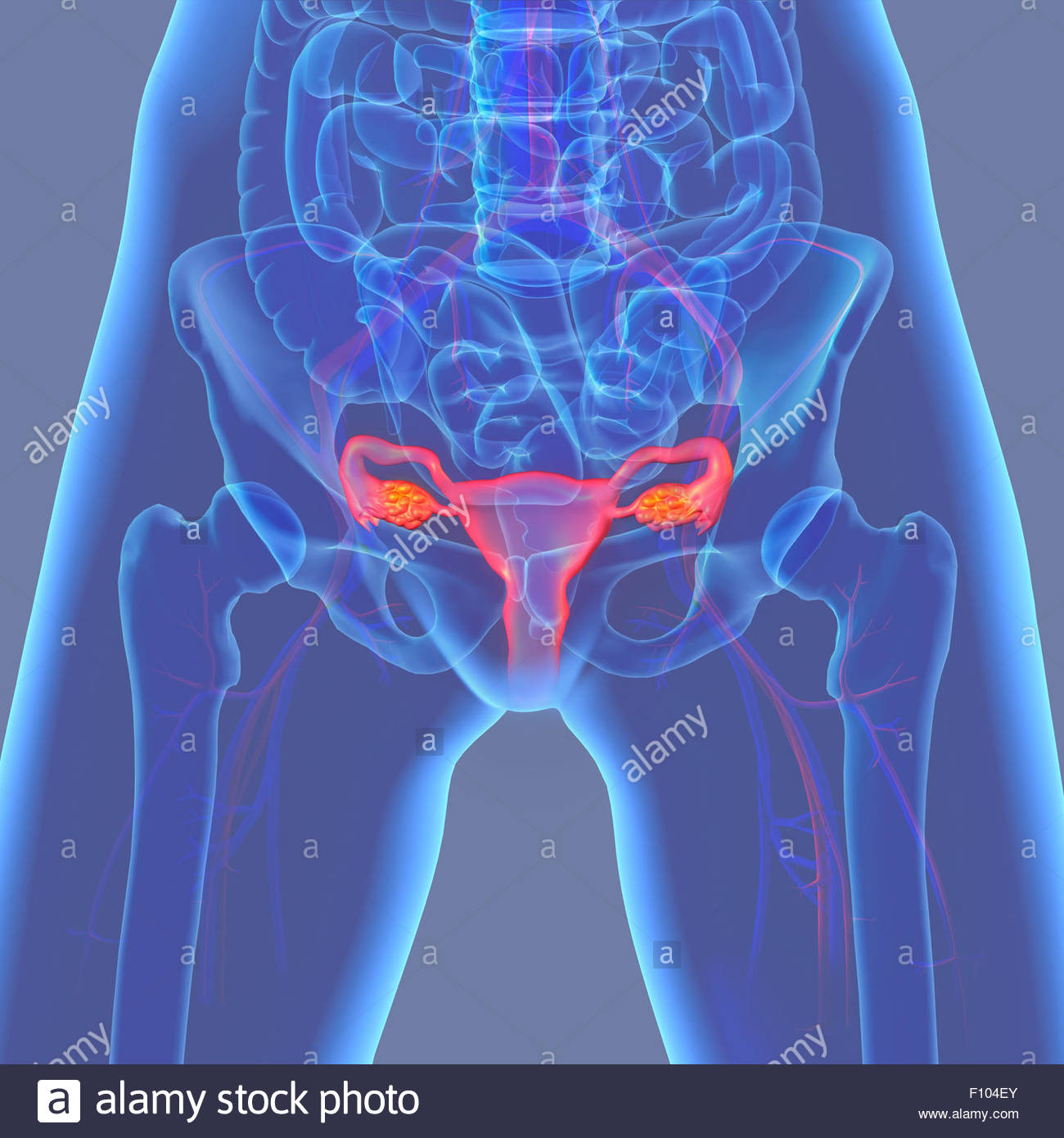Oviduct Stock Photos & Oviduct Stock Images - Alamy