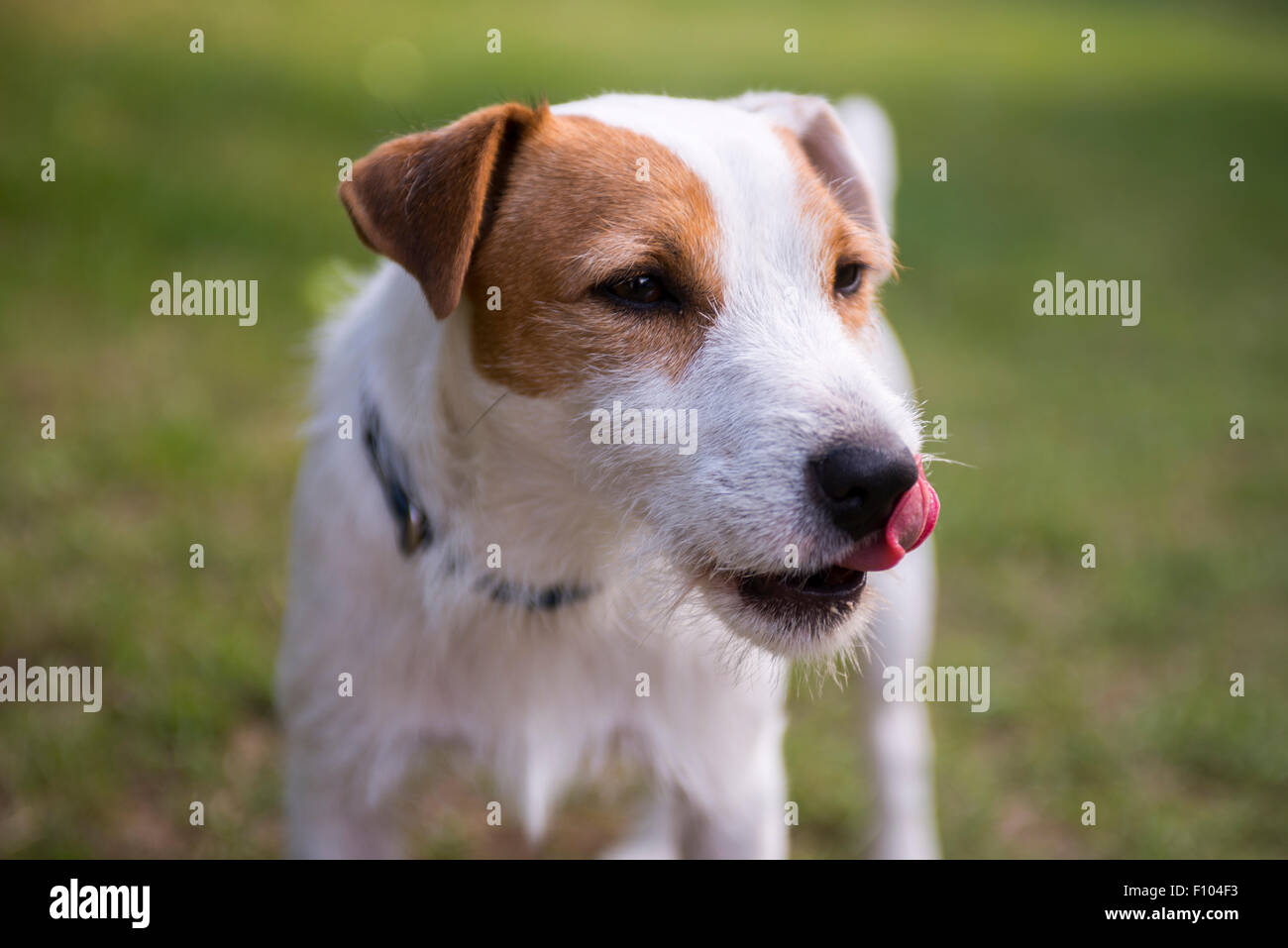 Jack Parson Russell Terrier puppy dog pet, tan rough coated, outdoors ...