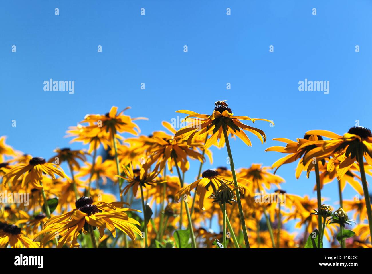 Bee pollination syndrome hi-res stock photography and images - Alamy