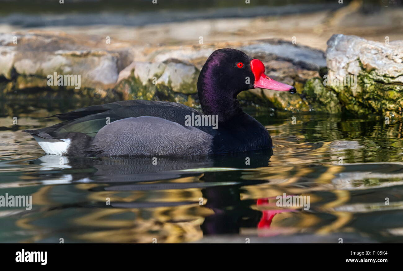 Red billed duck hi-res stock photography and images - Alamy