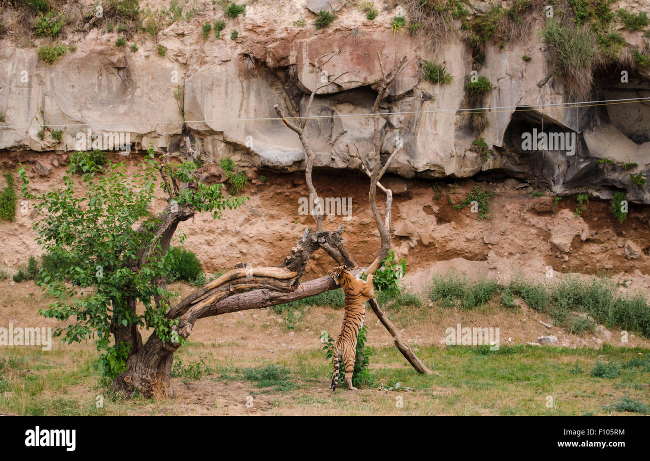 Urban zoo tiger hi-res stock photography and images - Alamy