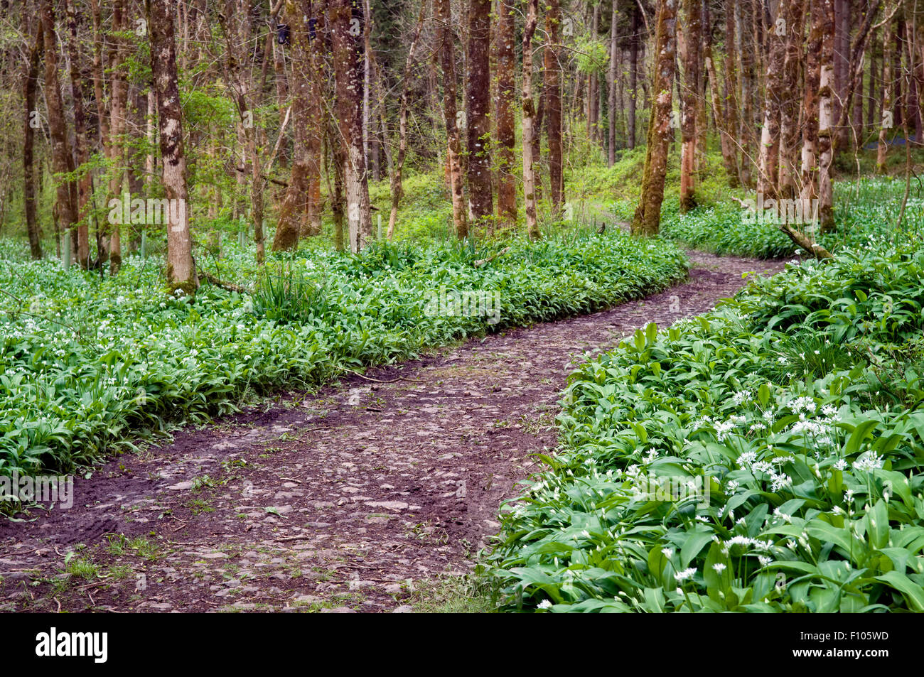 Spring woodland path scene in Somerset, UK, with wild garlic growing ...
