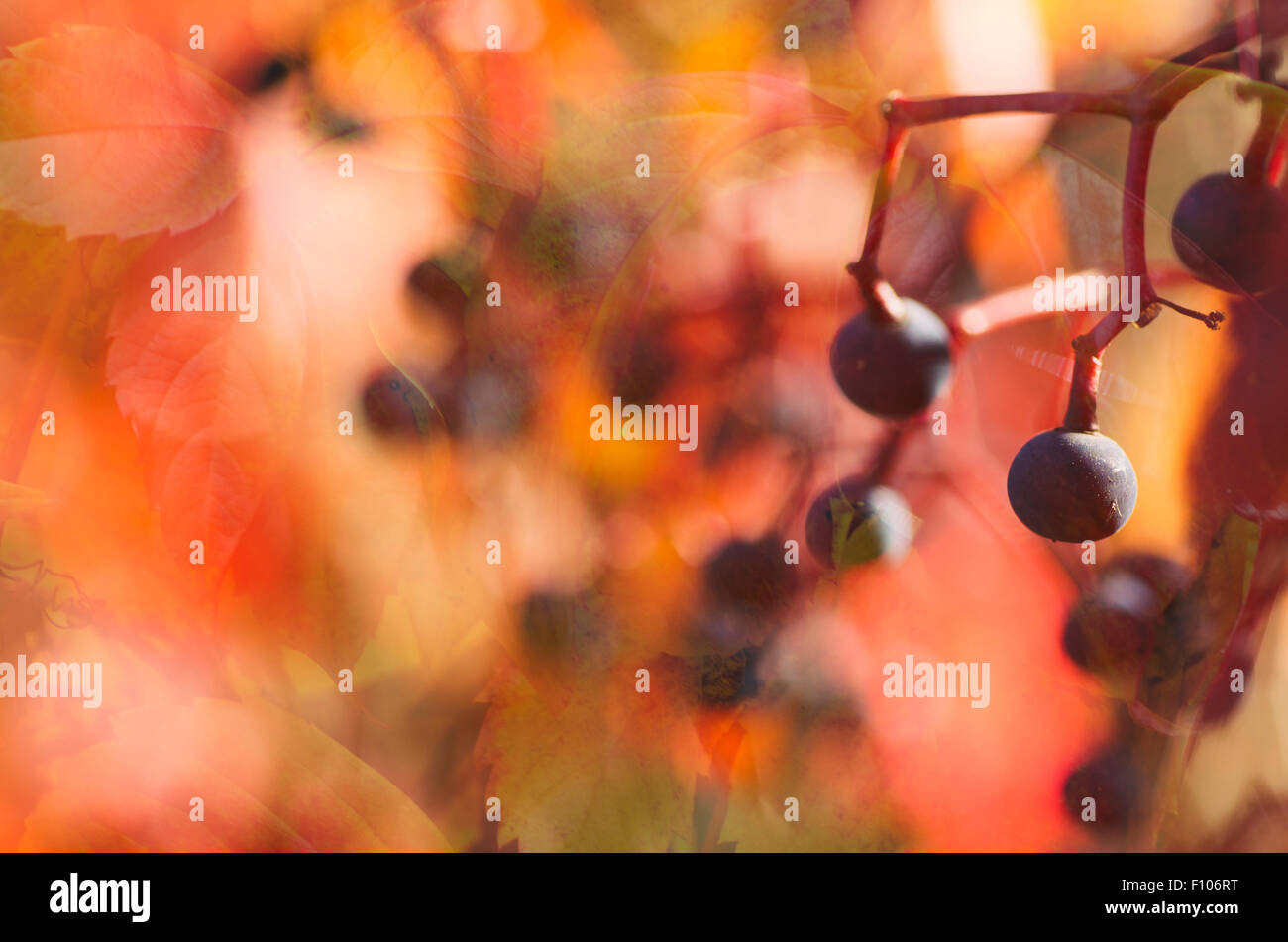 Wild grape berry Stock Photo - Alamy