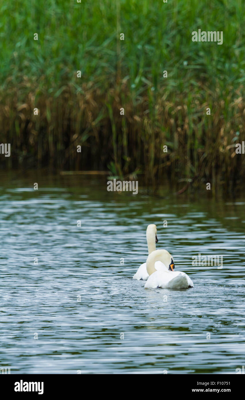 Which was bann hi-res stock photography and images - Alamy