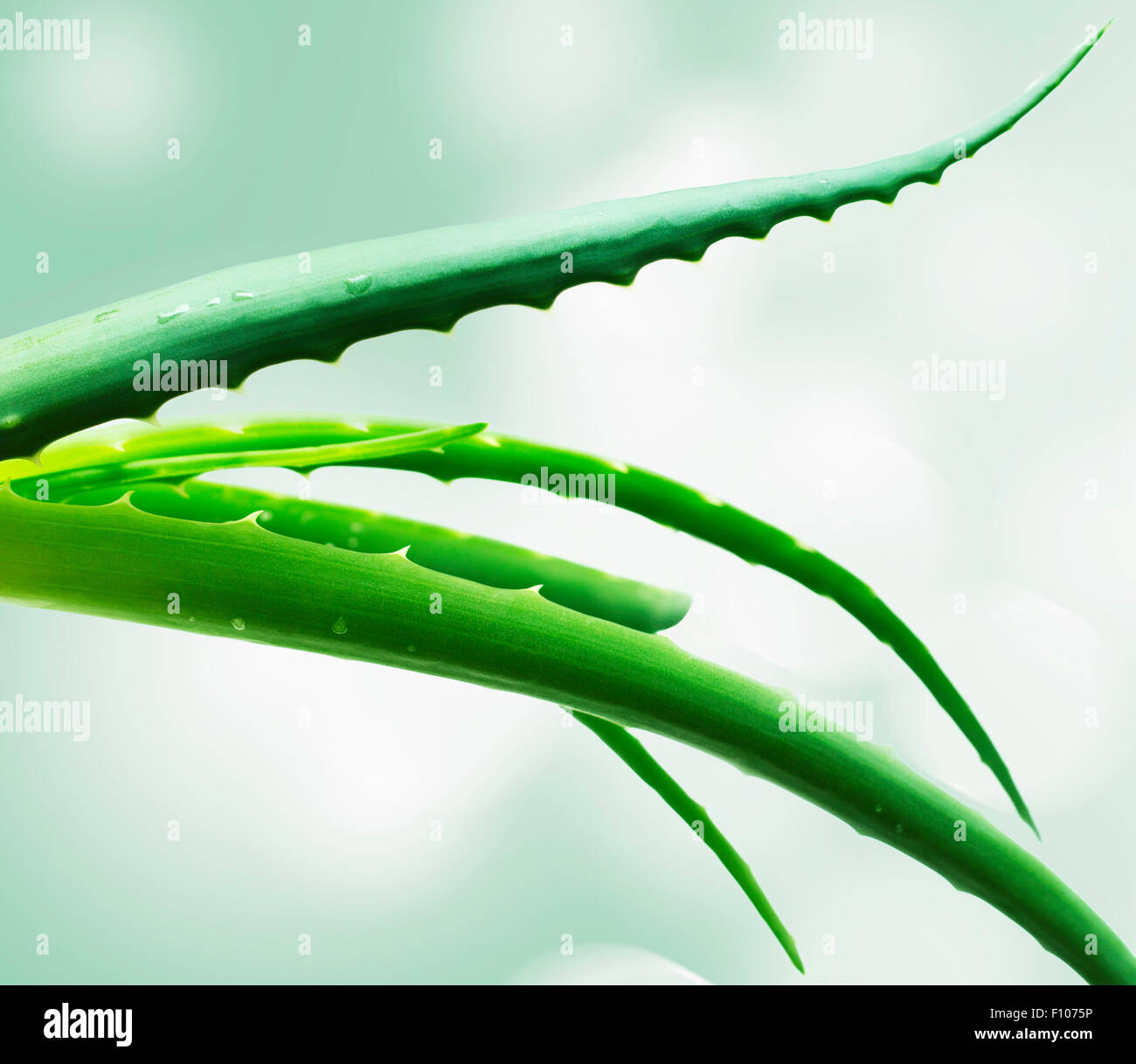 aloe vera leaves isolated Stock Photo - Alamy