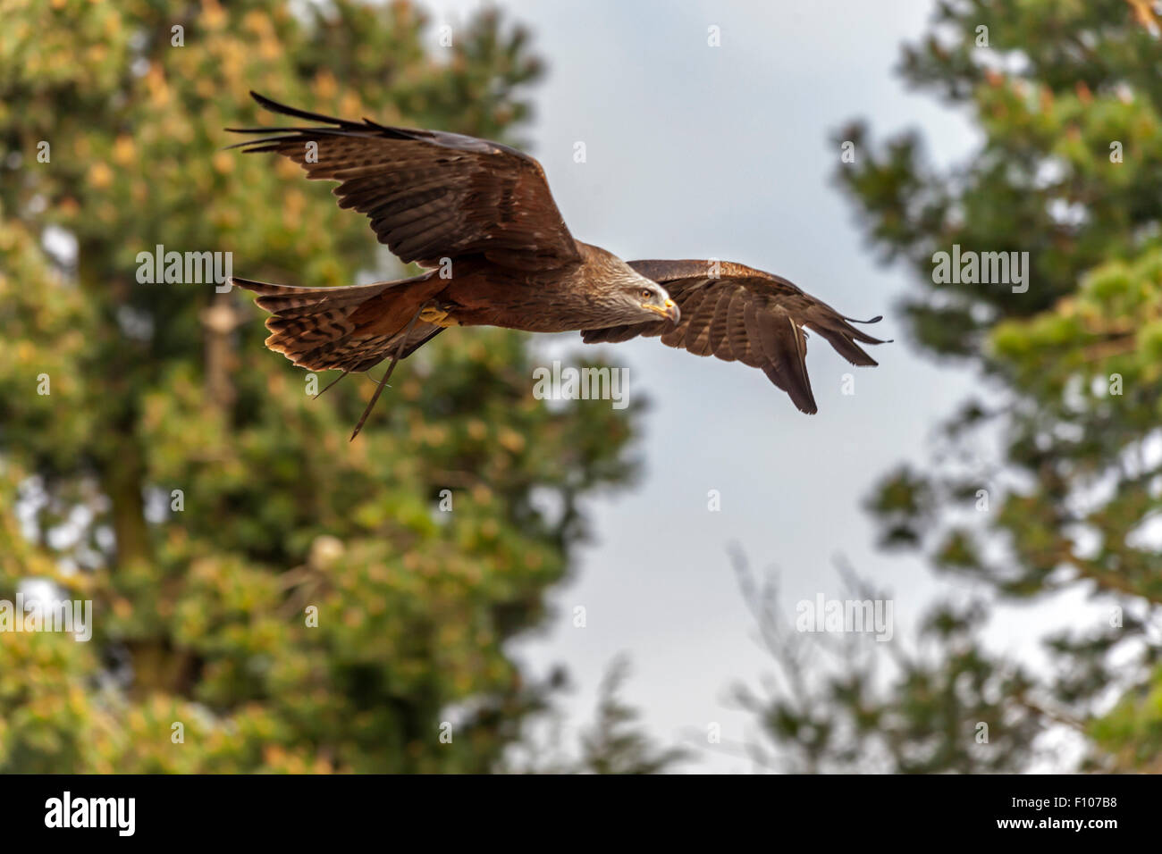 Buzzard in flight hi-res stock photography and images - Alamy