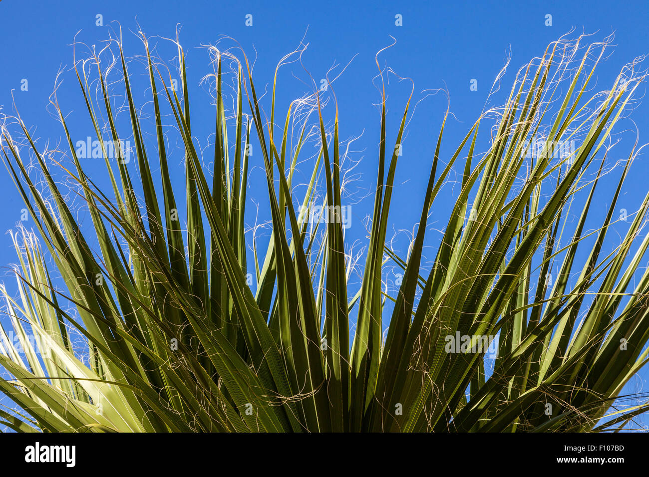 Palm Leaves showing frayed ends Stock Photo - Alamy
