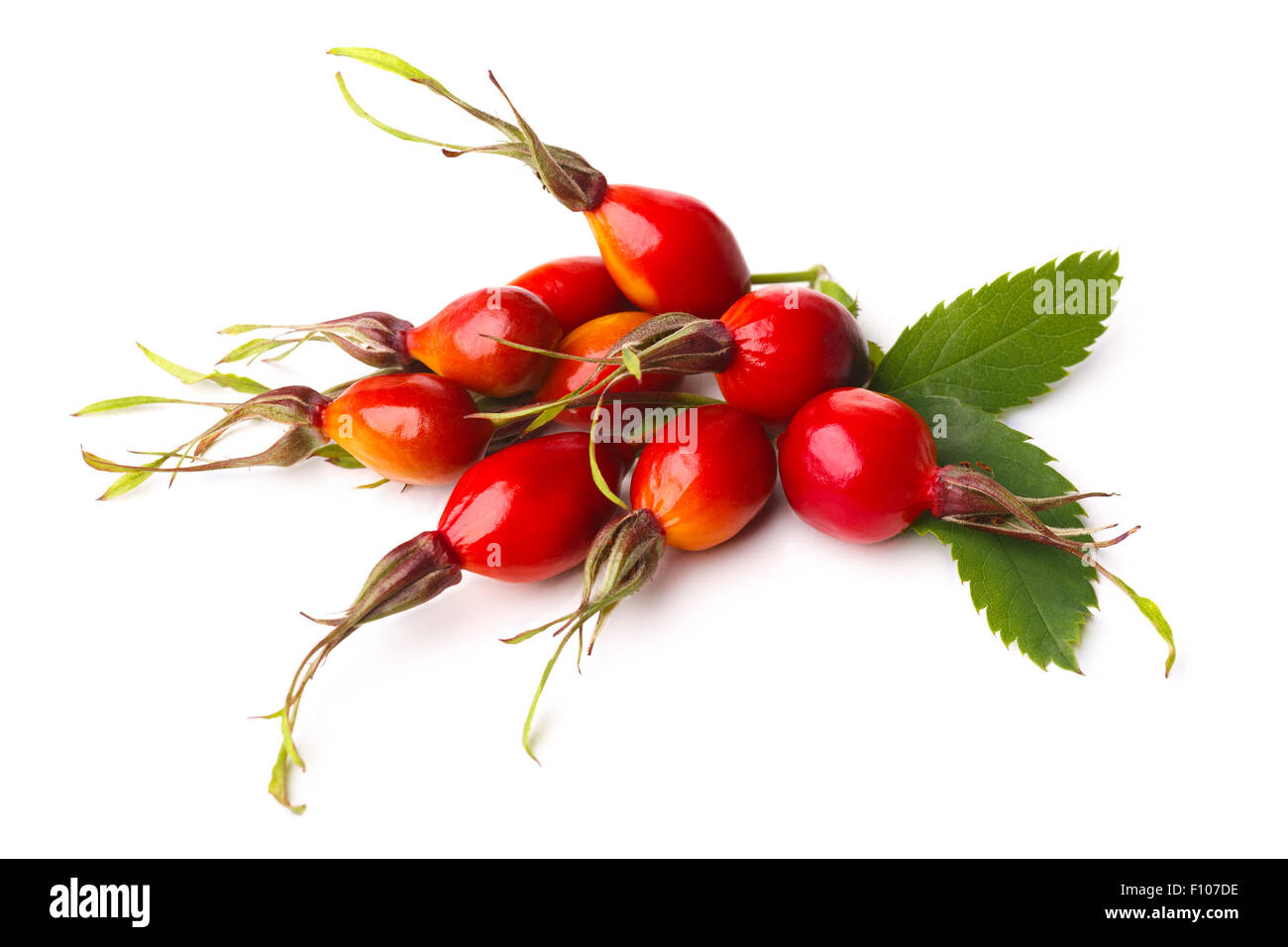 Ripe rose hips with its leaves isolated on white. Wild dog-rose hips ...