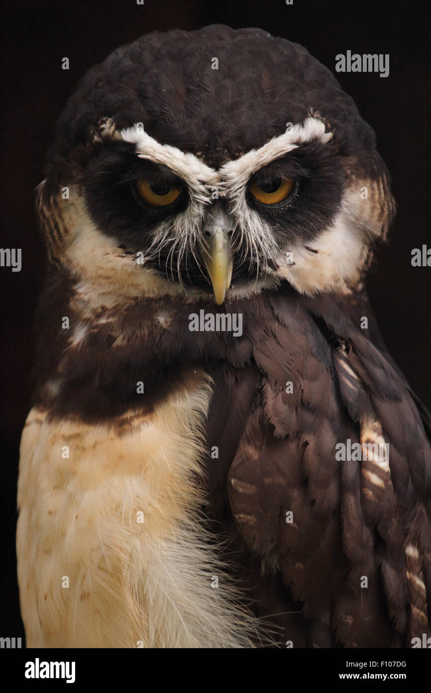 A Spectacled Owl Stock Photo - Alamy