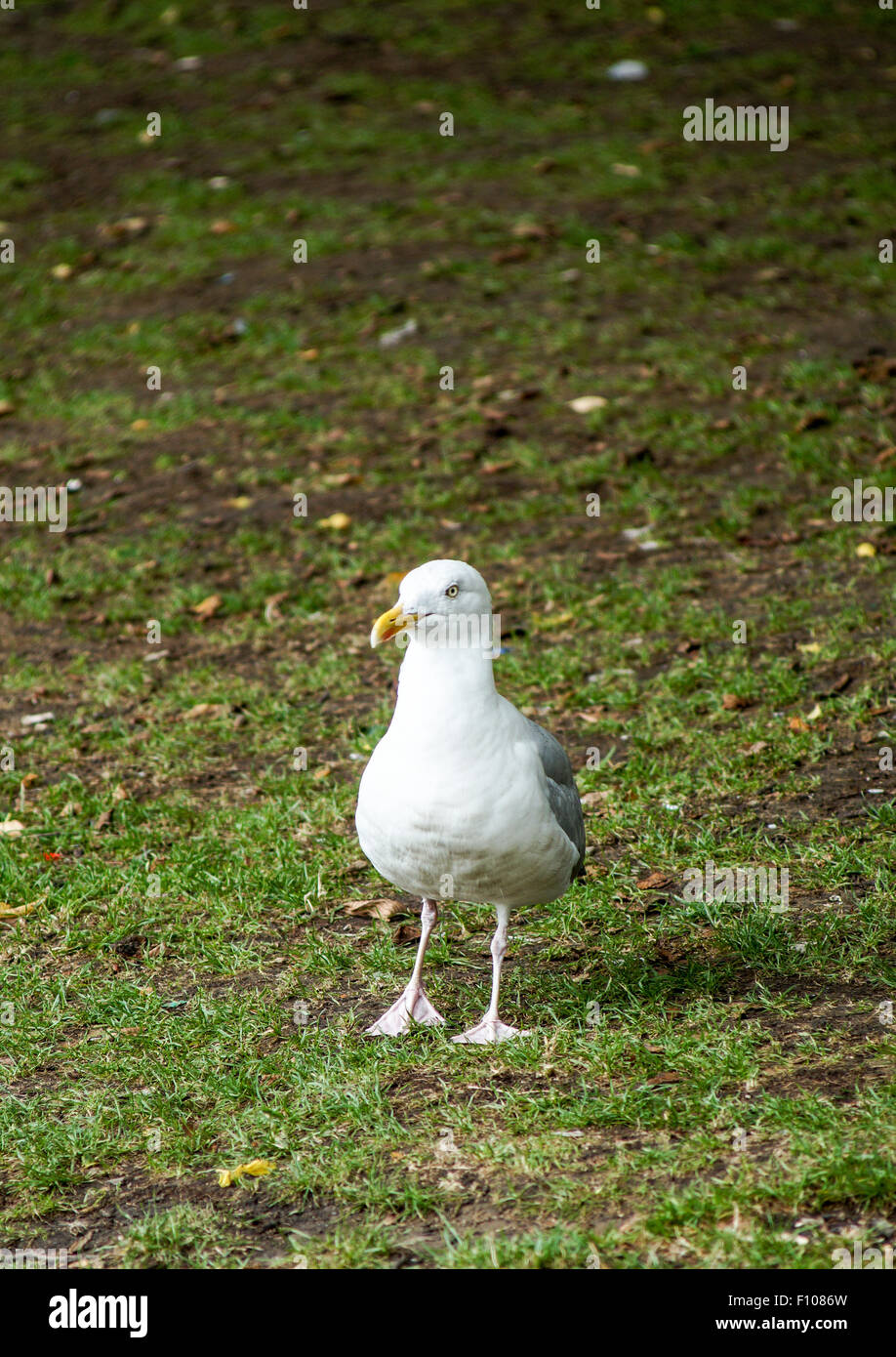 Seagull walking around on a green grass lawn Stock Photo - Alamy