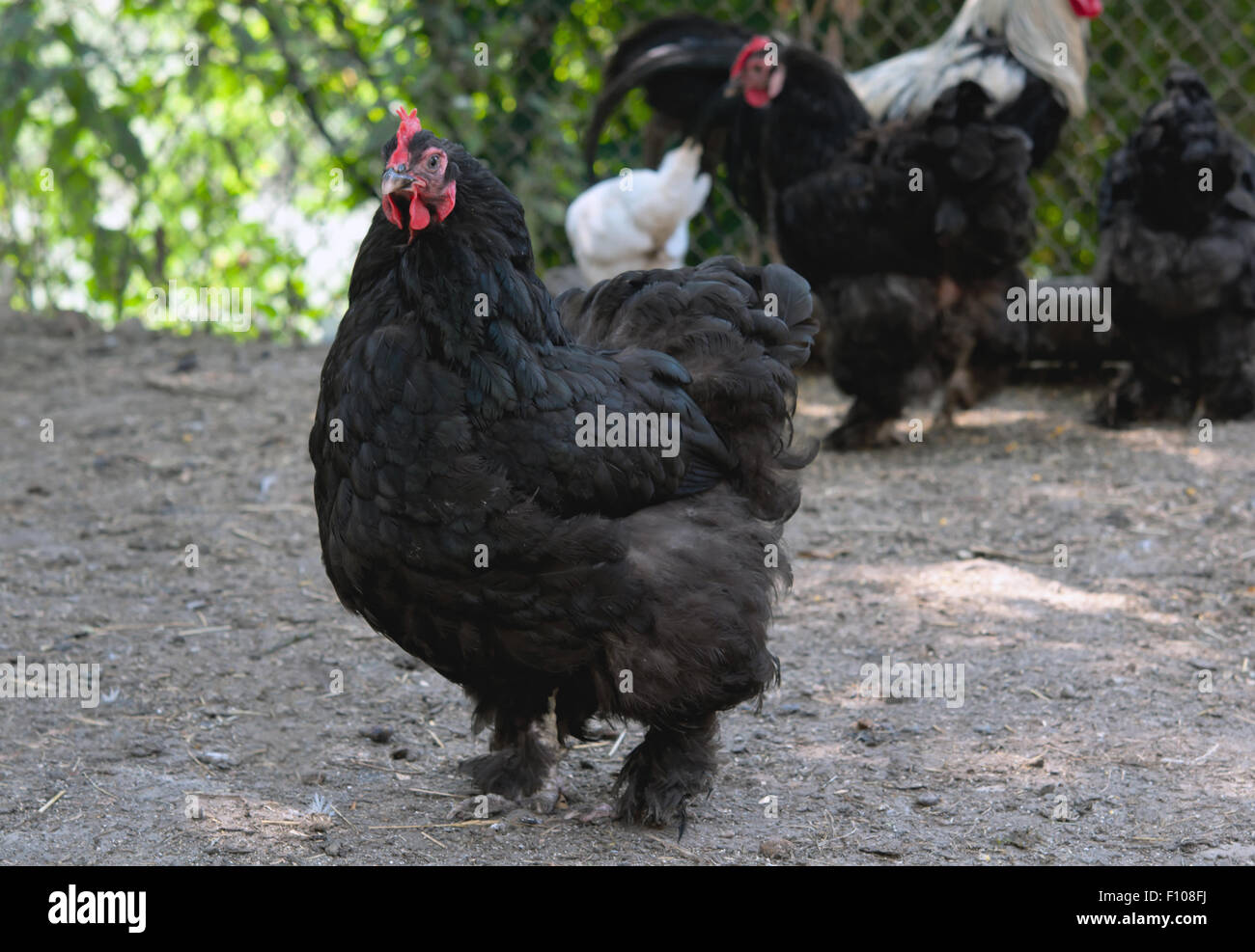 black hen of Cochin China breed Stock Photo - Alamy