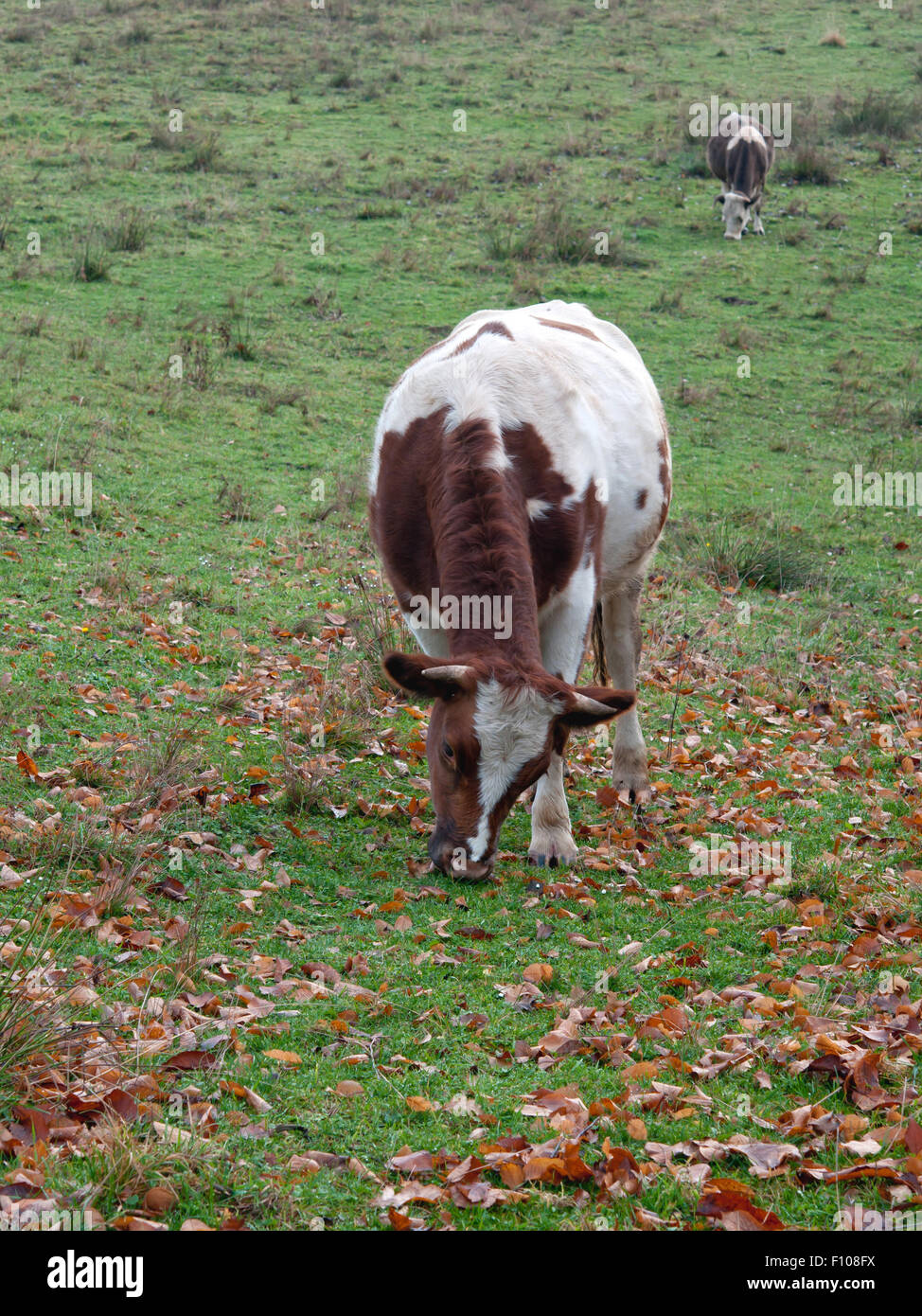 a cow pastures. Close up Stock Photo - Alamy